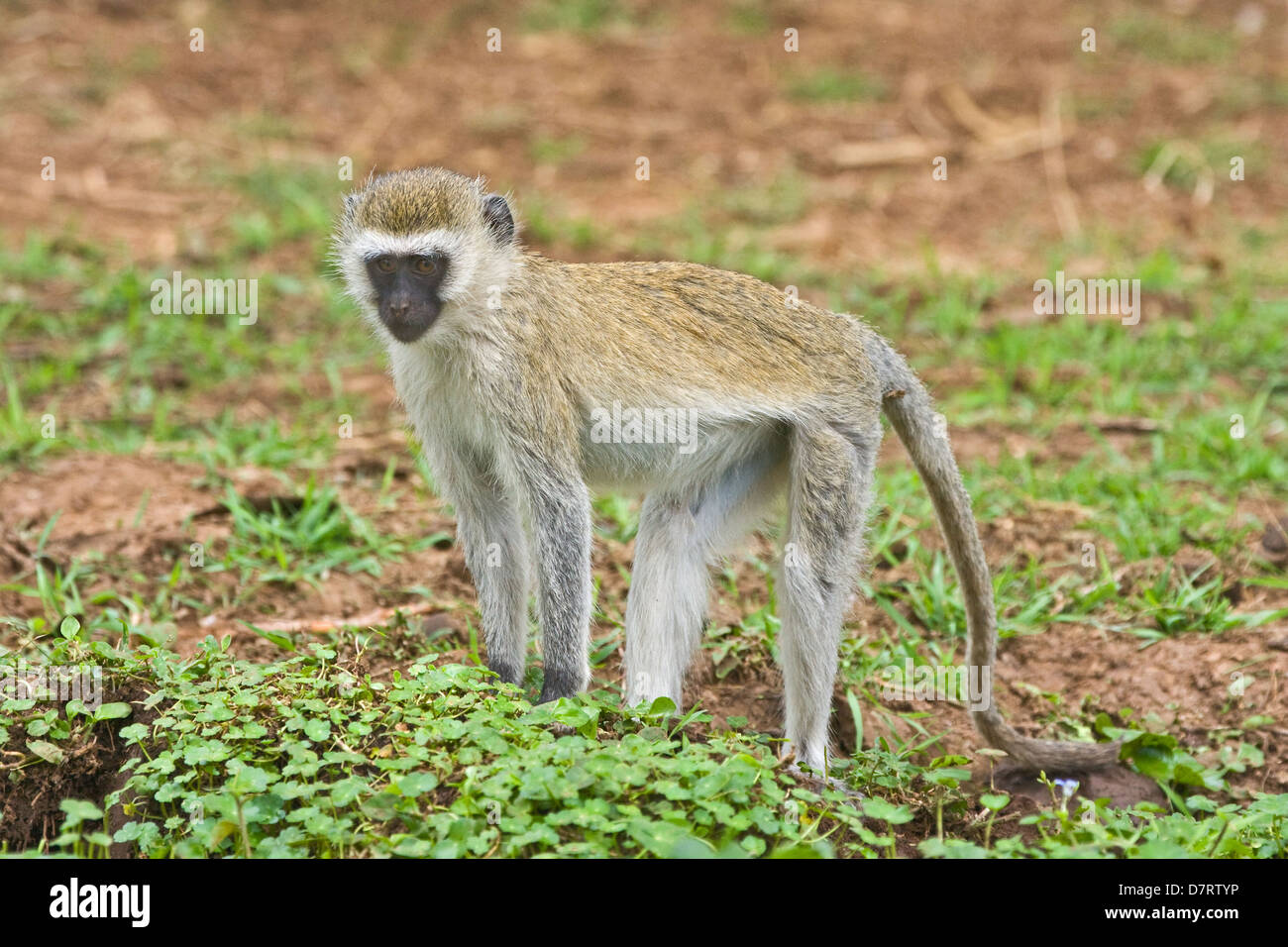 Green vervet monkeys hi-res stock photography and images - Alamy