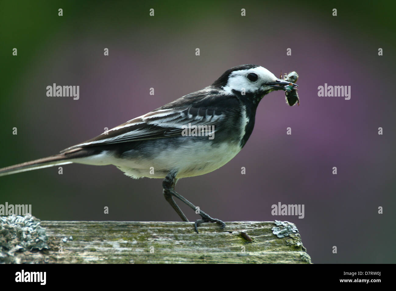 Pied Wagtail (Motacilla alba), perches with food in its beak Stock ...