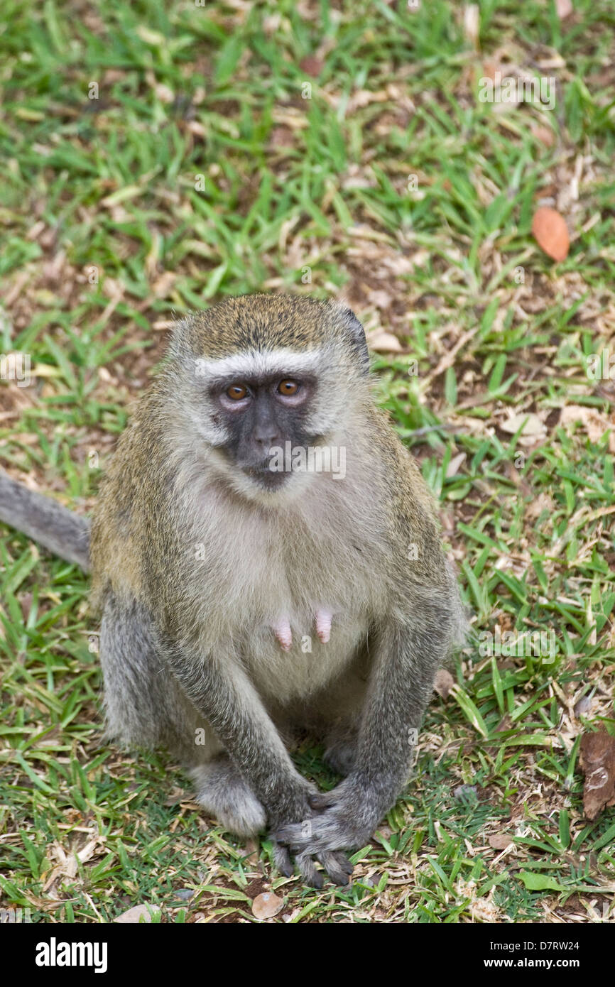 Adult vervet monkey hi-res stock photography and images - Alamy