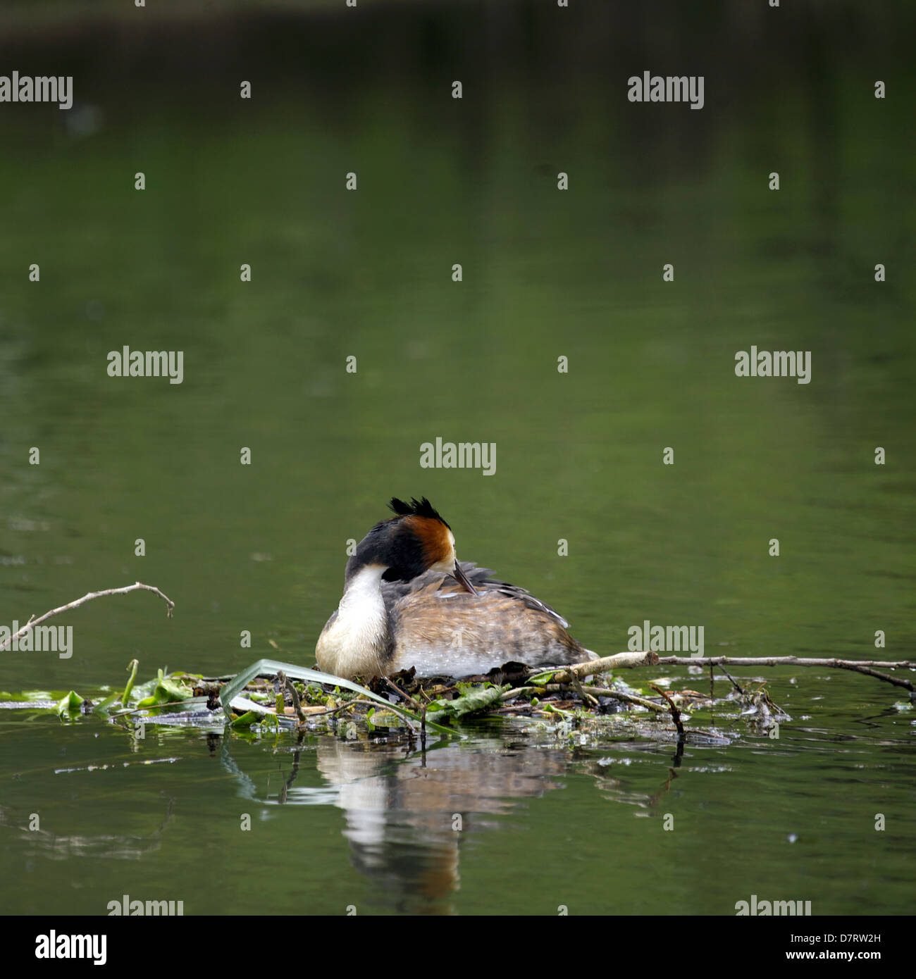Female Great Crested Grebe High Resolution Stock Photography and Images ...