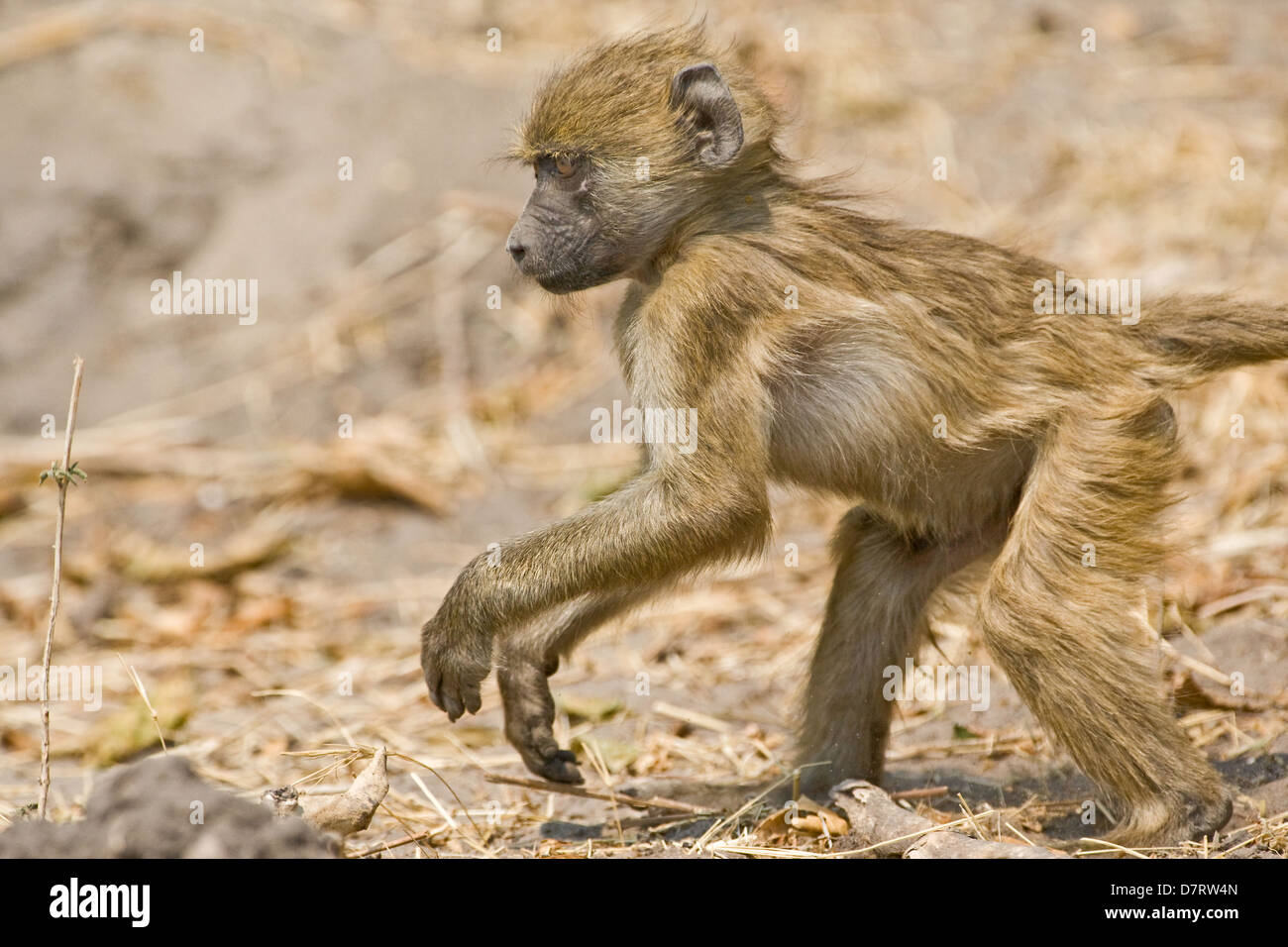 Baboon running hi-res stock photography and images - Alamy