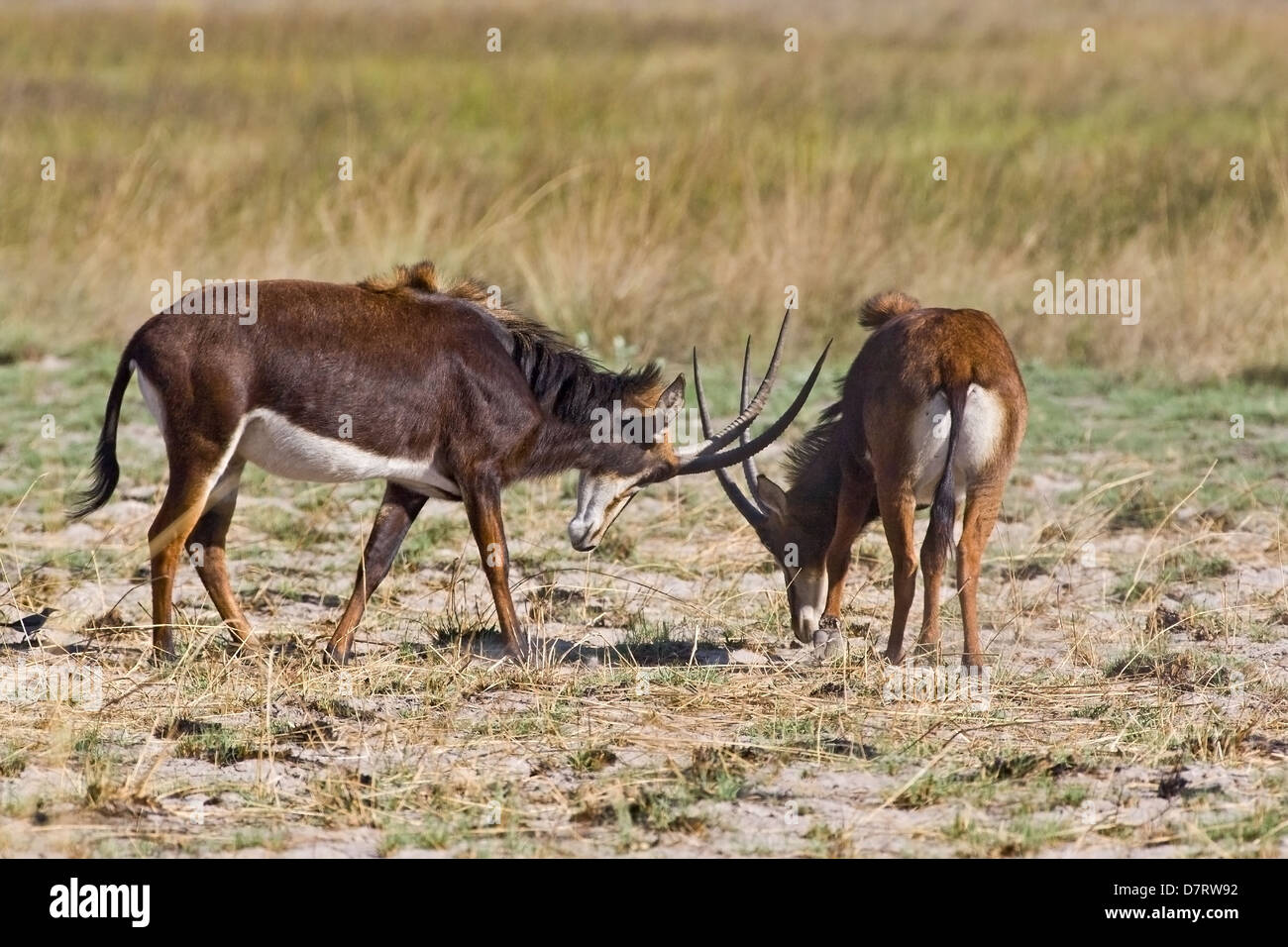Springboks fighting hi-res stock photography and images - Alamy