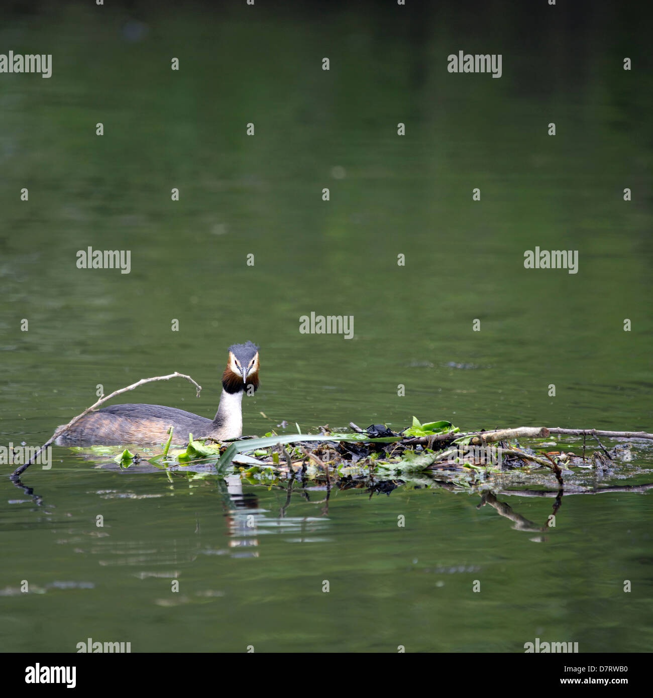 Female great crested grebe hi-res stock photography and images - Alamy