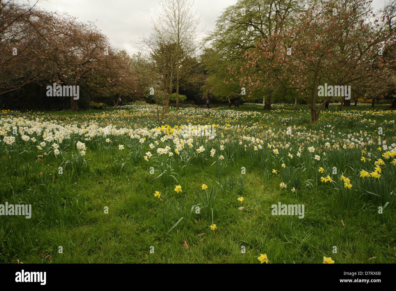 amazing landscape with flowers and trees Stock Photo - Alamy