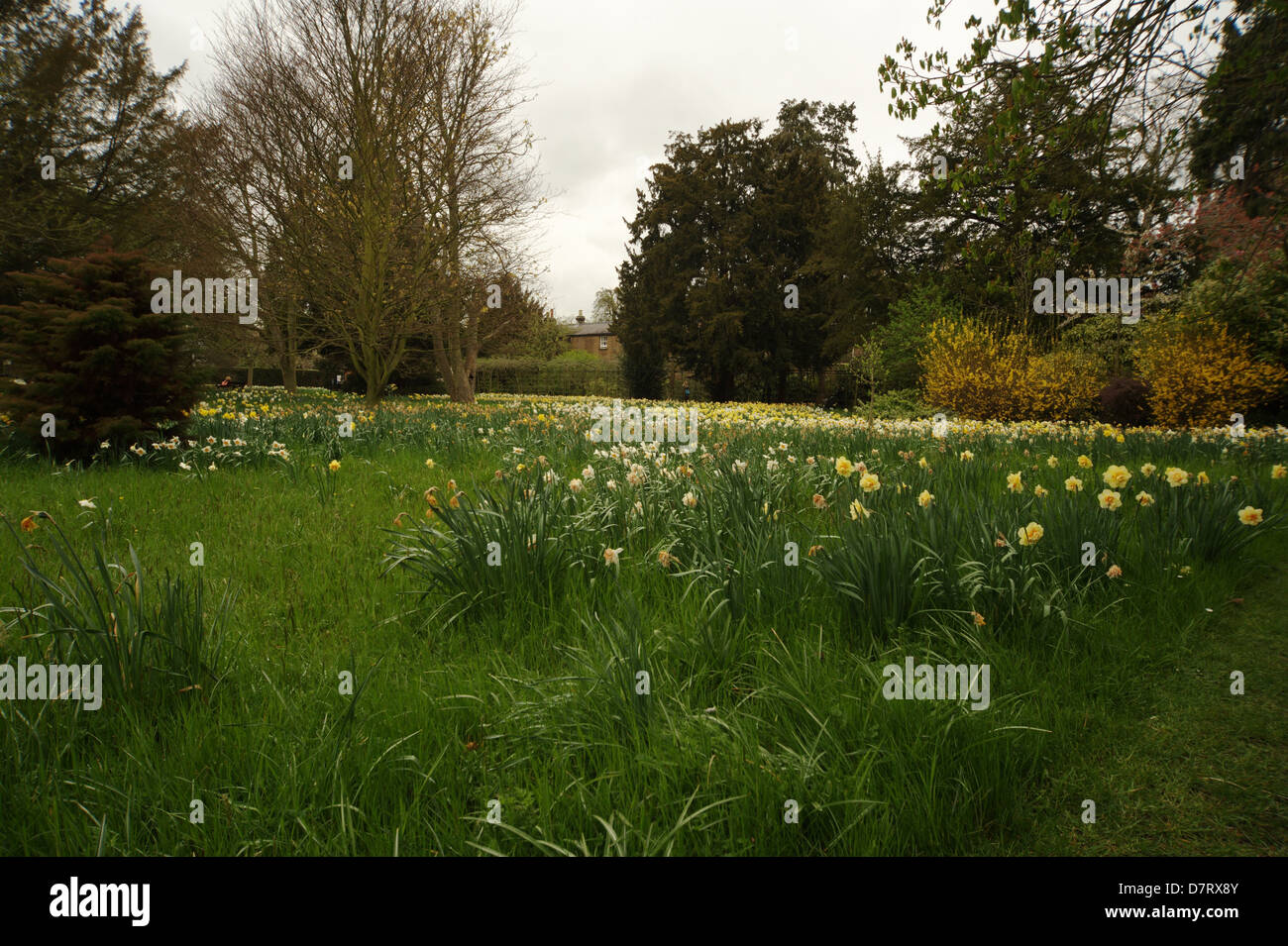 amazing landscape with flowers and trees Stock Photo - Alamy