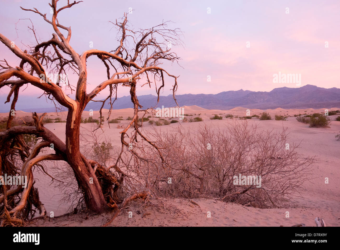 Dead Bush In Desert High Resolution Stock Photography and Images - Alamy