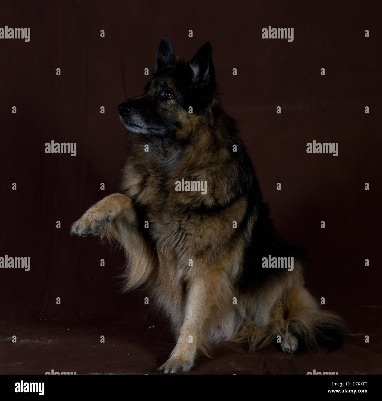 Pure black german shepherd dog hi-res stock photography and images - Alamy