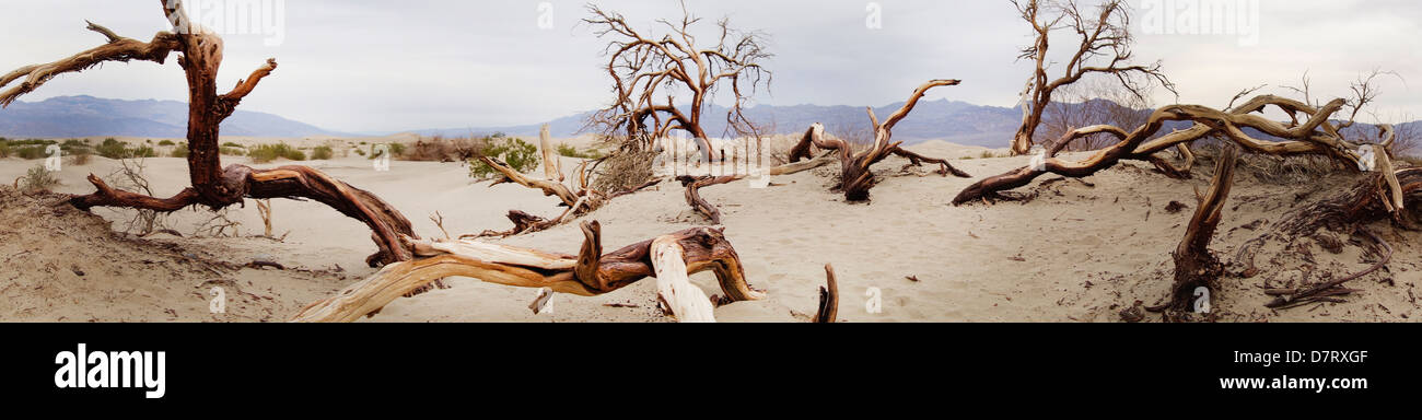 Mesquite Tree High Resolution Stock Photography and Images - Alamy