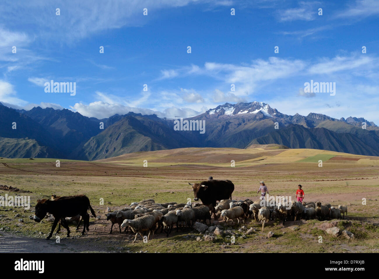 Farmers with cows latin america hi-res stock photography and images - Alamy
