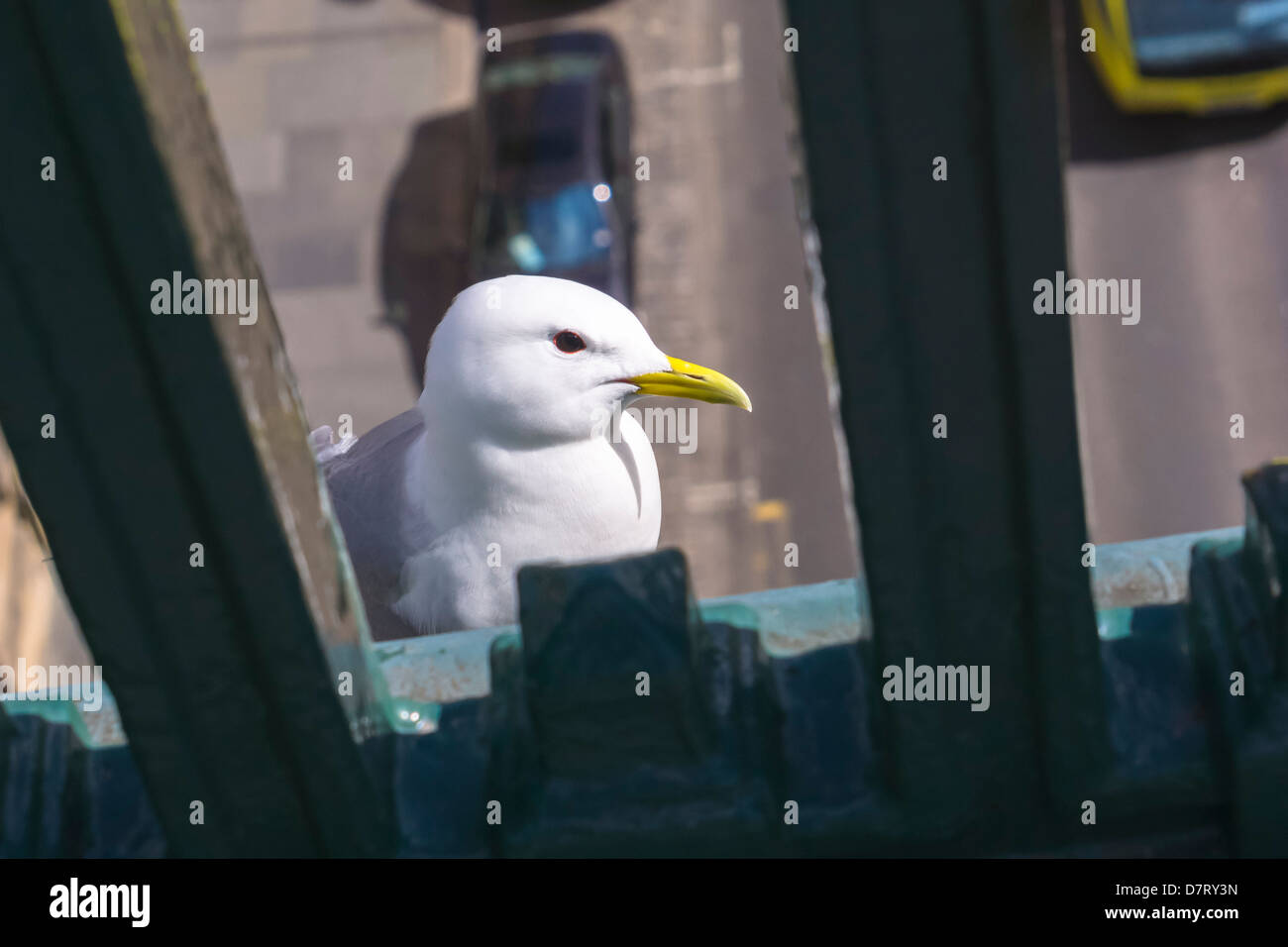 Looking down on a seagull nesting on the Tyne Bridge Stock Photo - Alamy