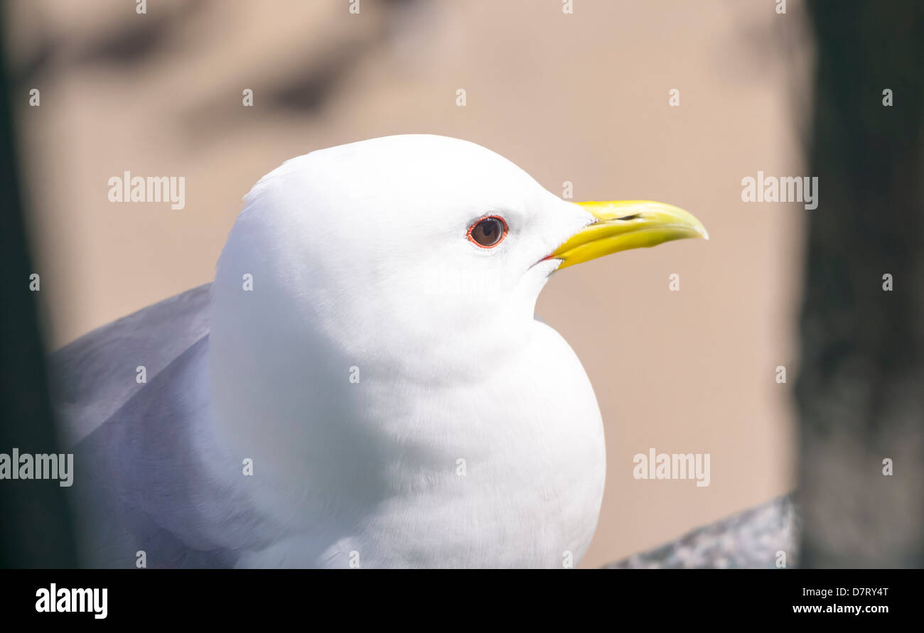 Looking down on a seagull nesting on the Tyne Bridge Stock Photo - Alamy