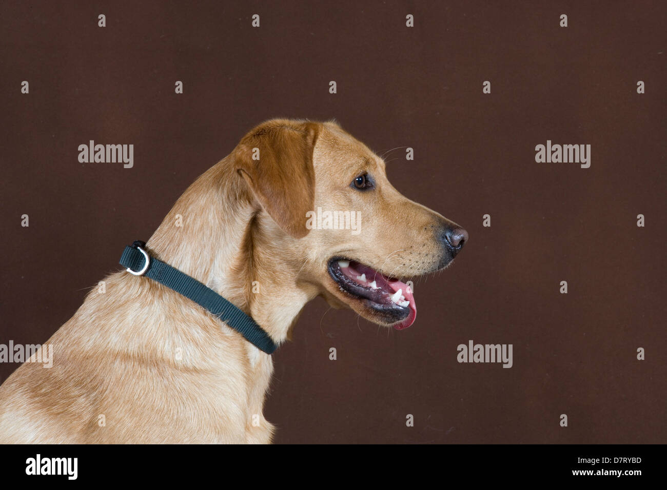 Yellow Labrador Retriever Stock Photo - Alamy