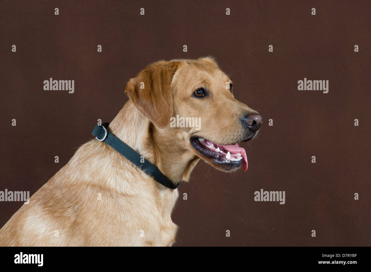 Labrador police dog hi-res stock photography and images - Alamy