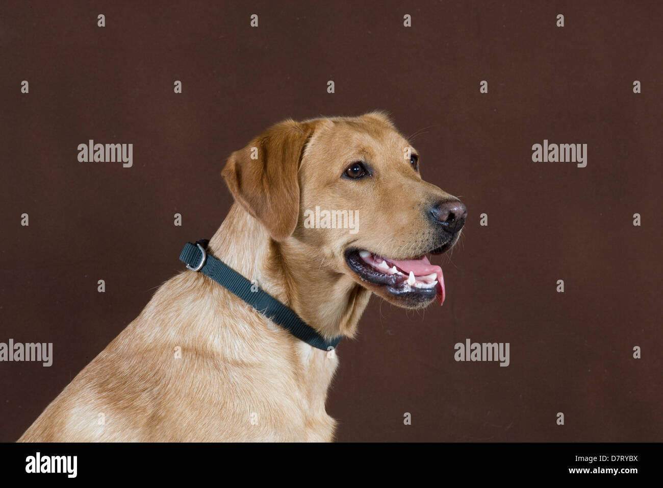 Yellow Labrador Retriever Stock Photo - Alamy