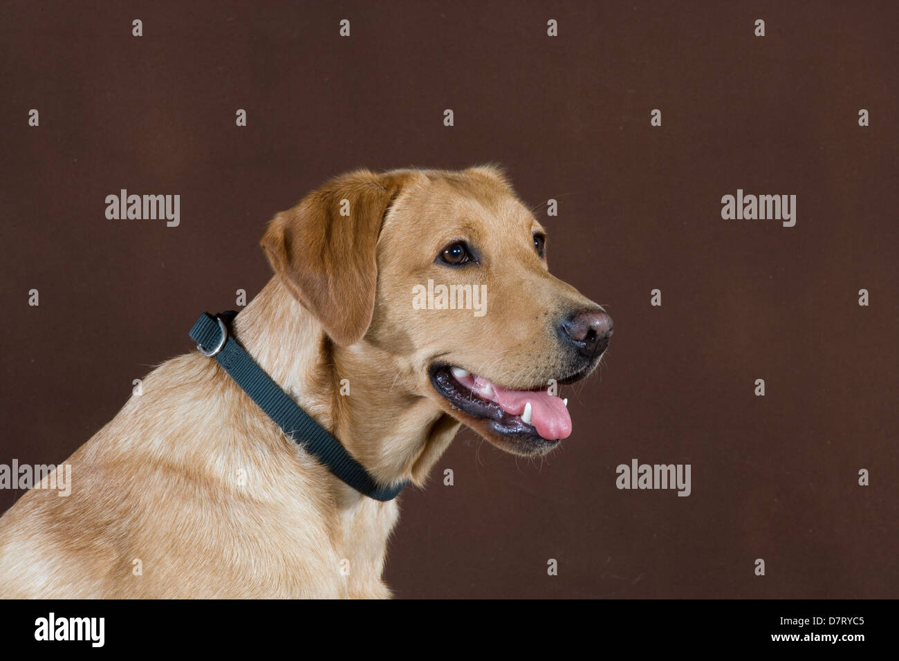 Yellow Labrador Retriever Stock Photo - Alamy