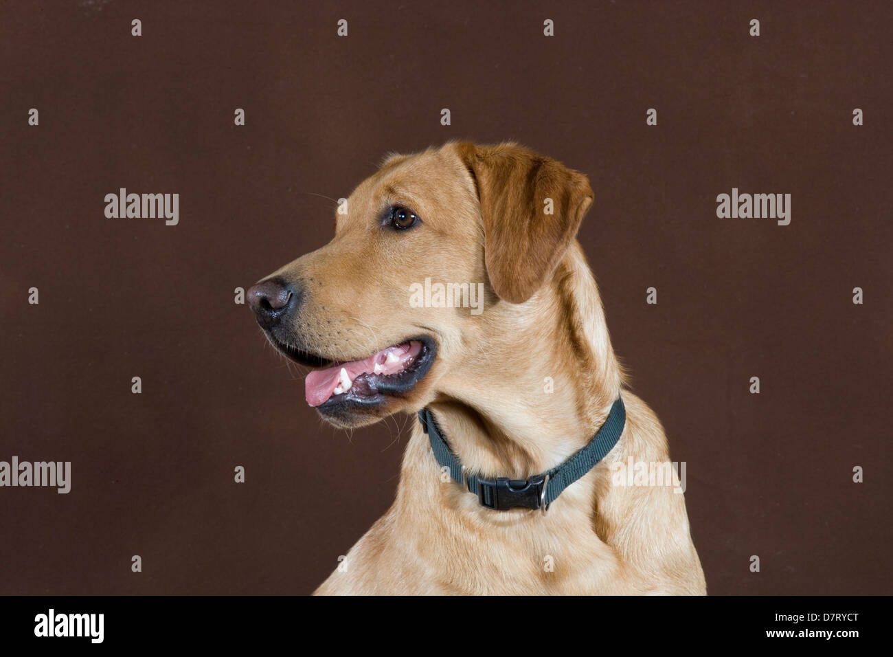 Yellow Labrador Retriever Stock Photo - Alamy