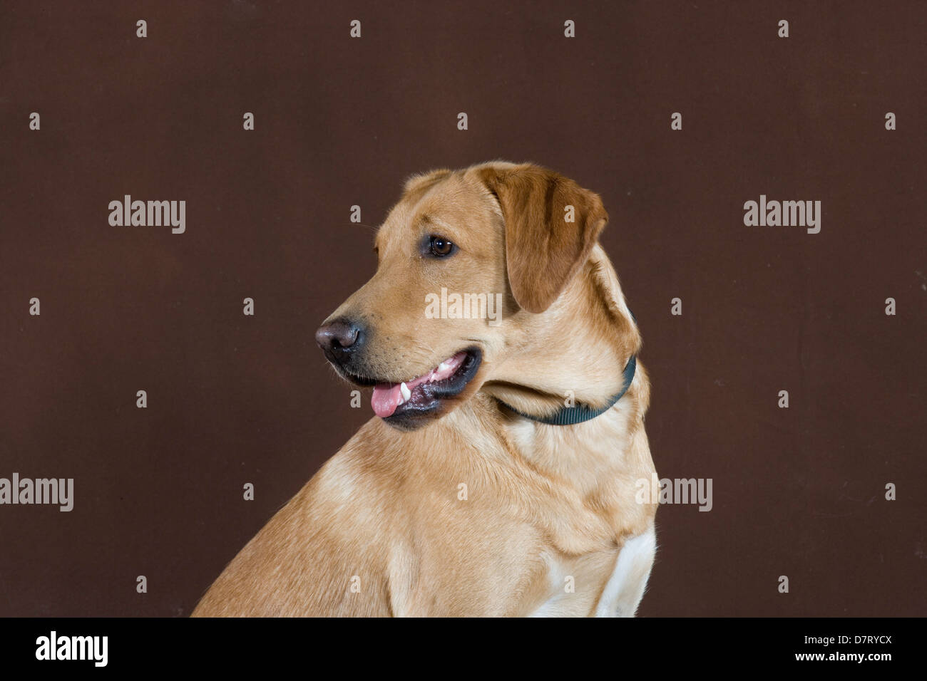 Labrador police dog hi-res stock photography and images - Alamy