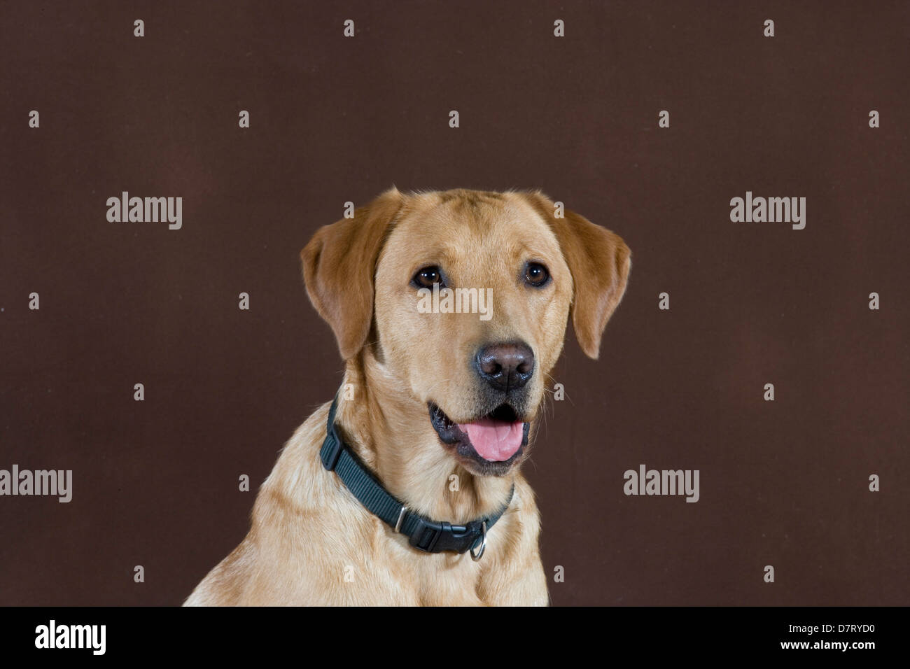 Yellow Labrador Retriever Stock Photo - Alamy