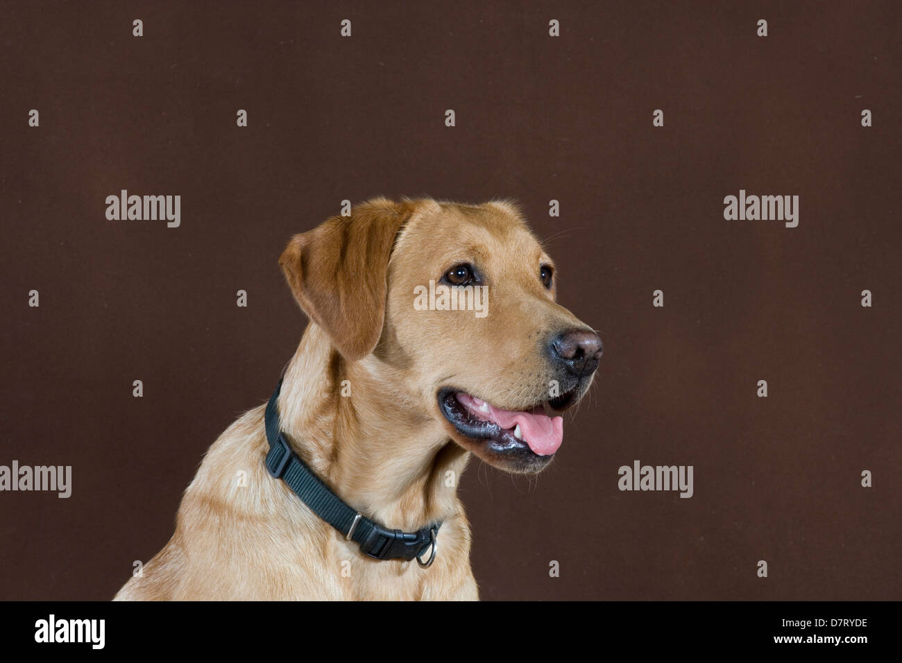 Yellow Labrador Retriever Stock Photo - Alamy