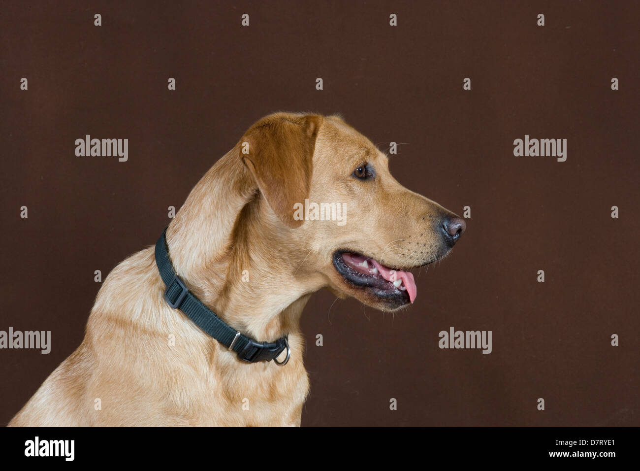 Yellow Labrador Retriever Stock Photo - Alamy