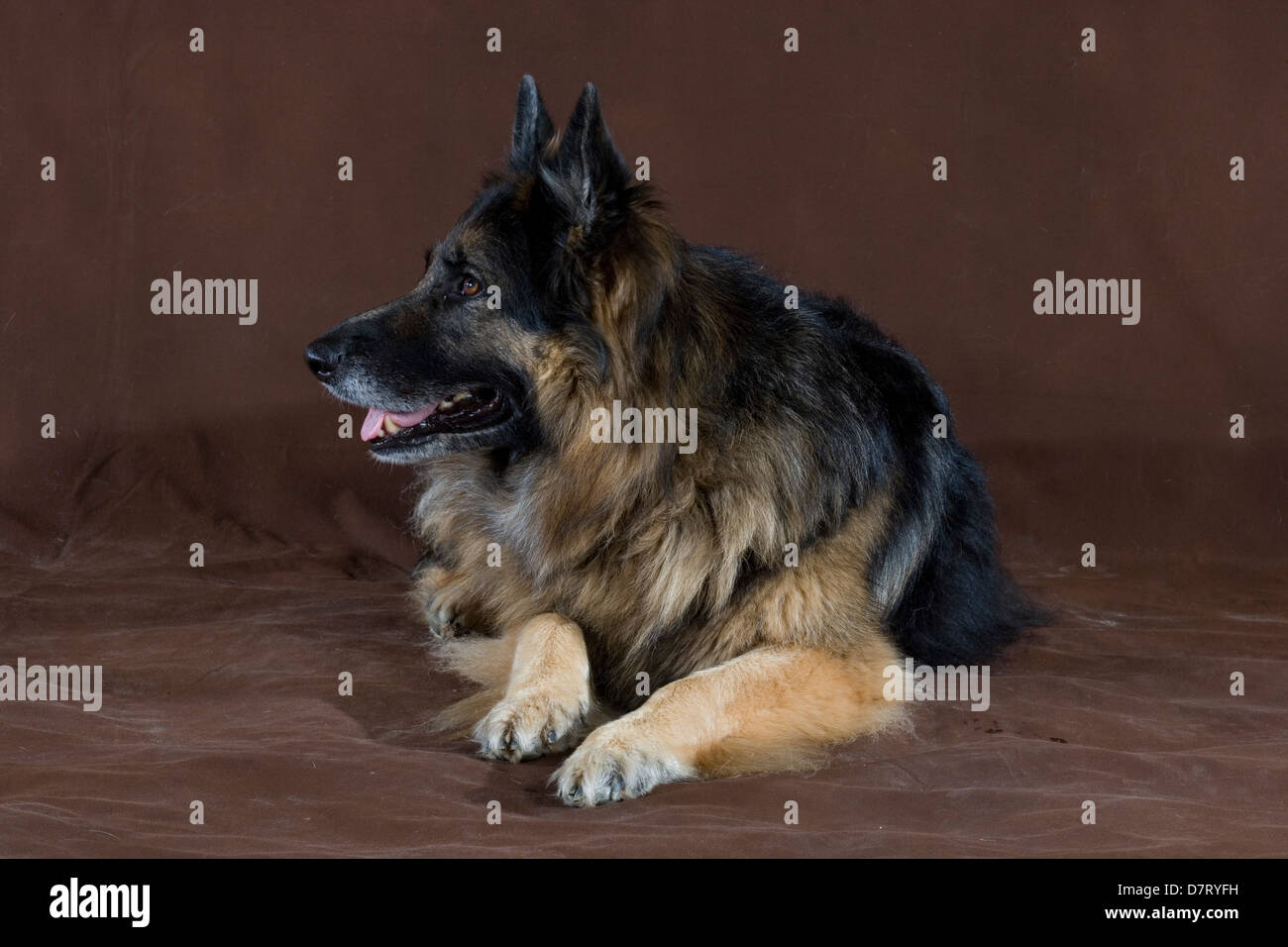 German Shepherd dog / tan & black Stock Photo - Alamy