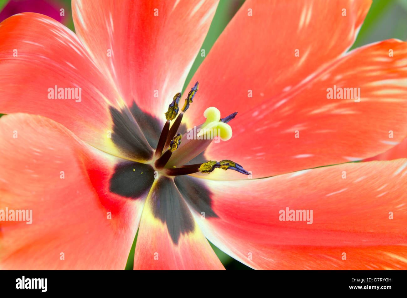 Tulip sepals hi-res stock photography and images - Alamy
