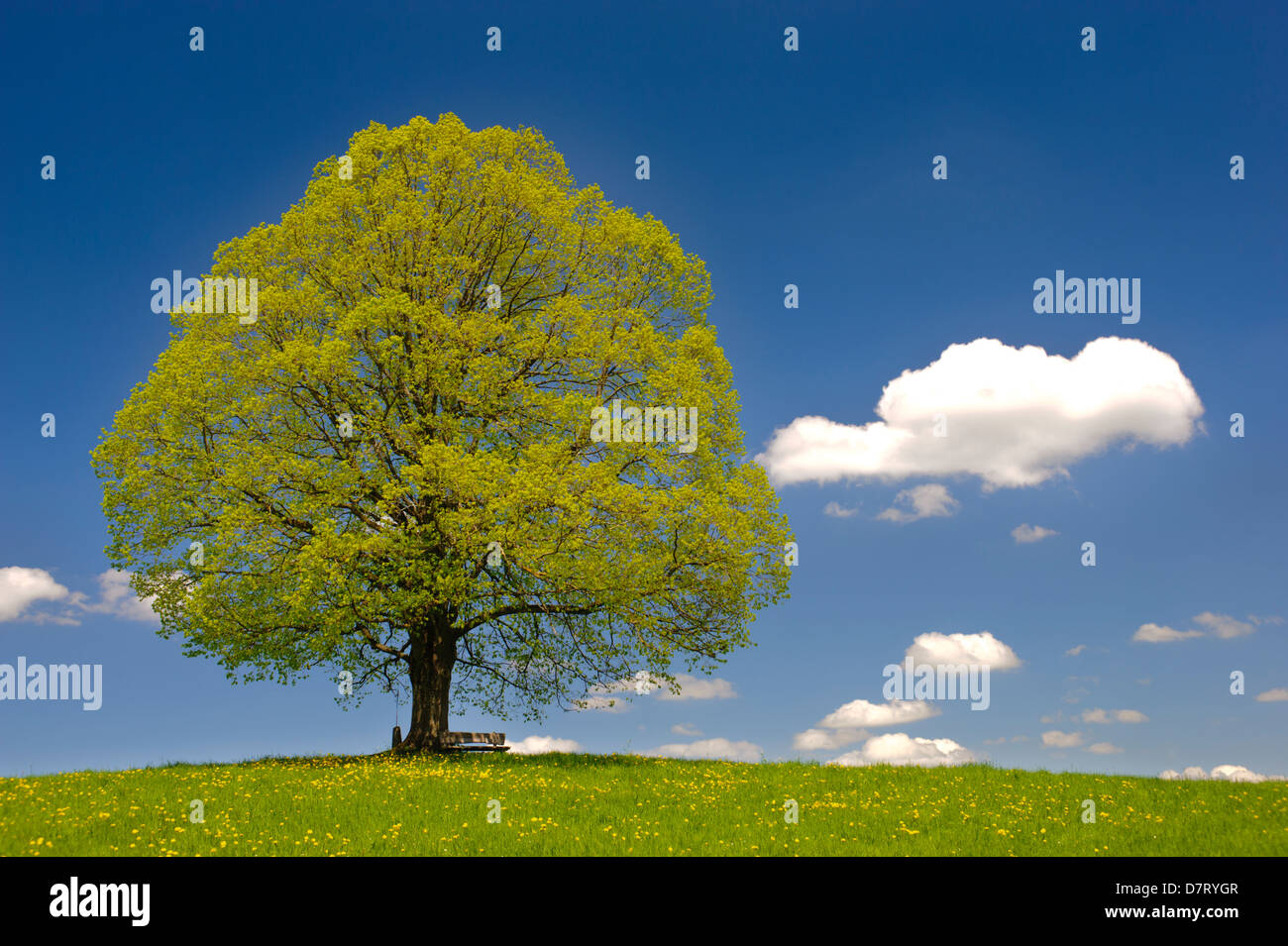single big linden tree in spring Stock Photo - Alamy