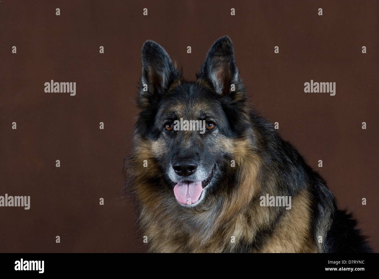 German Shepherd dog / tan & black Stock Photo - Alamy