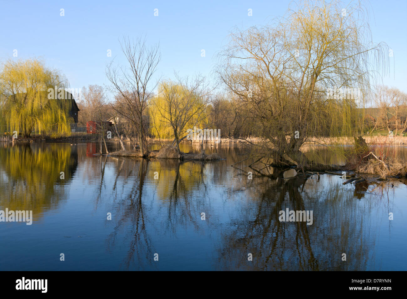 Pond reeds willow trees and reflections in West Saint Paul Minnesota ...