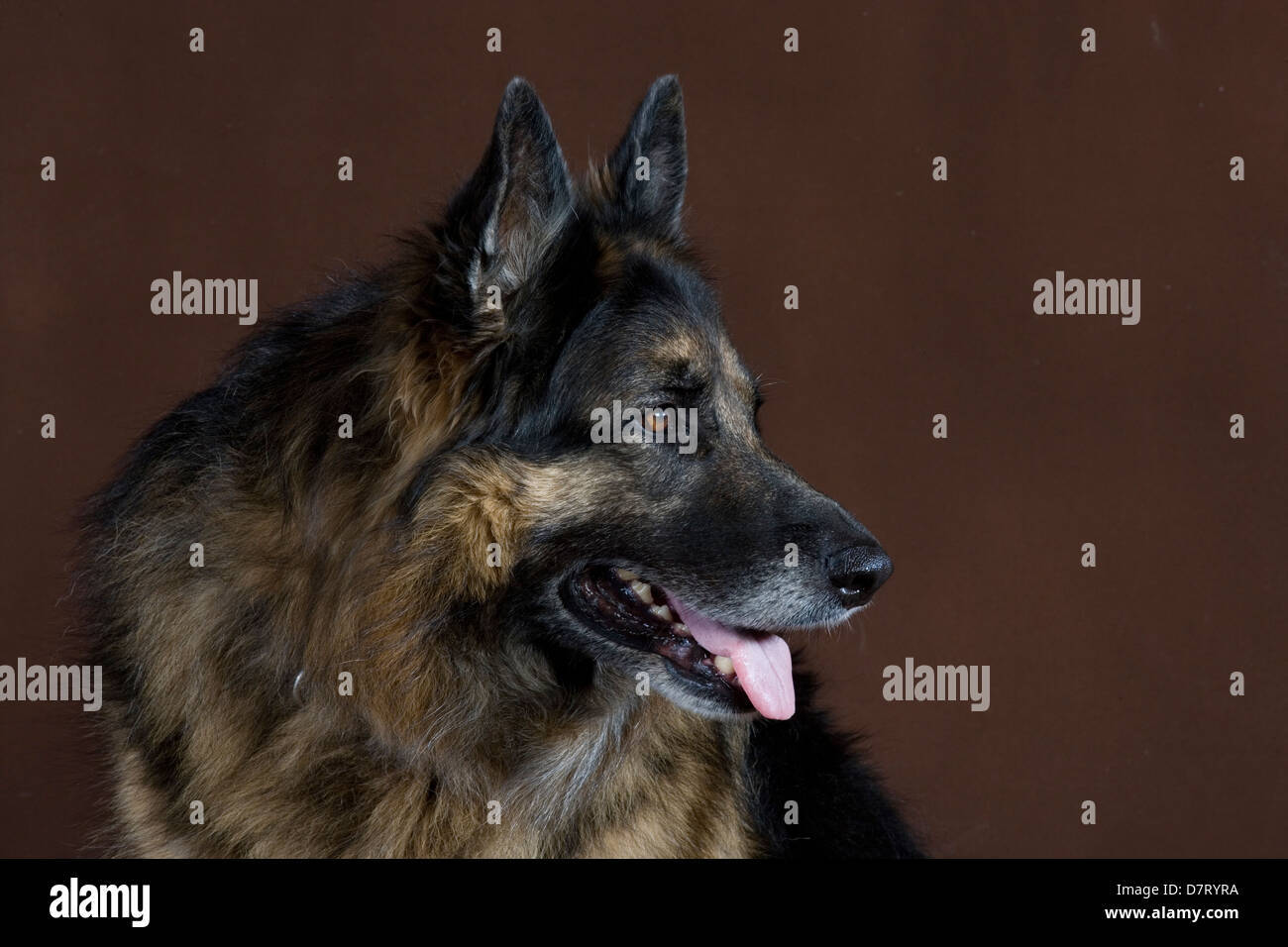 German Shepherd dog / tan & black Stock Photo - Alamy