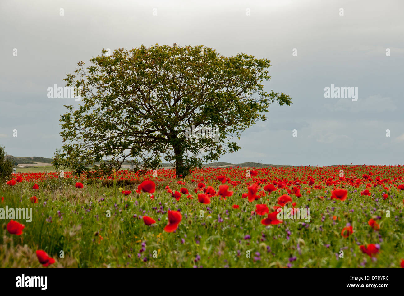 Monegros meadow in spring lecinena aragon hi-res stock photography and ...