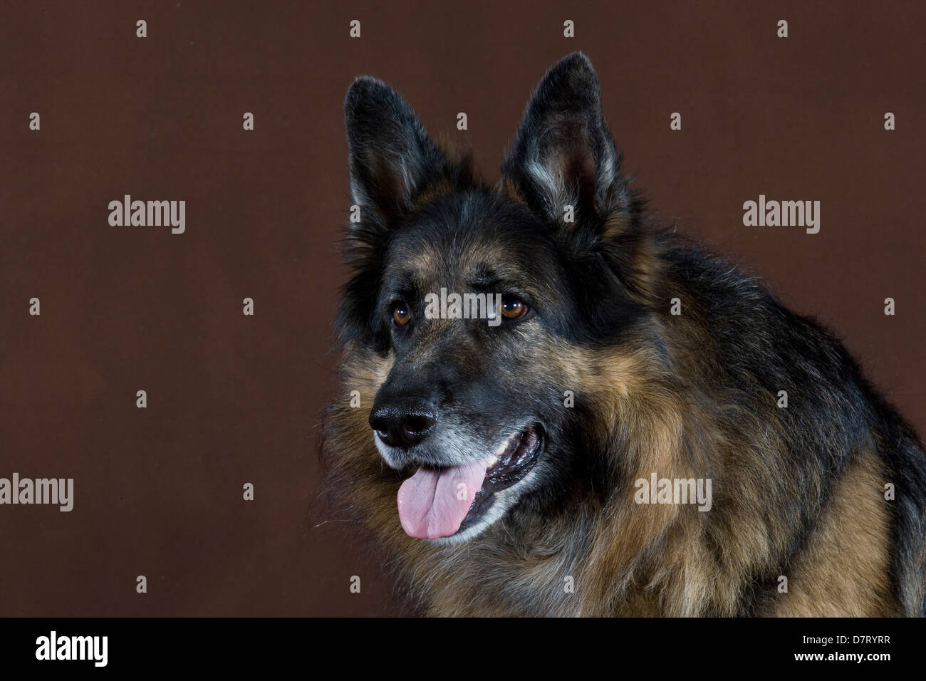 Black german alsatian hi-res stock photography and images - Alamy