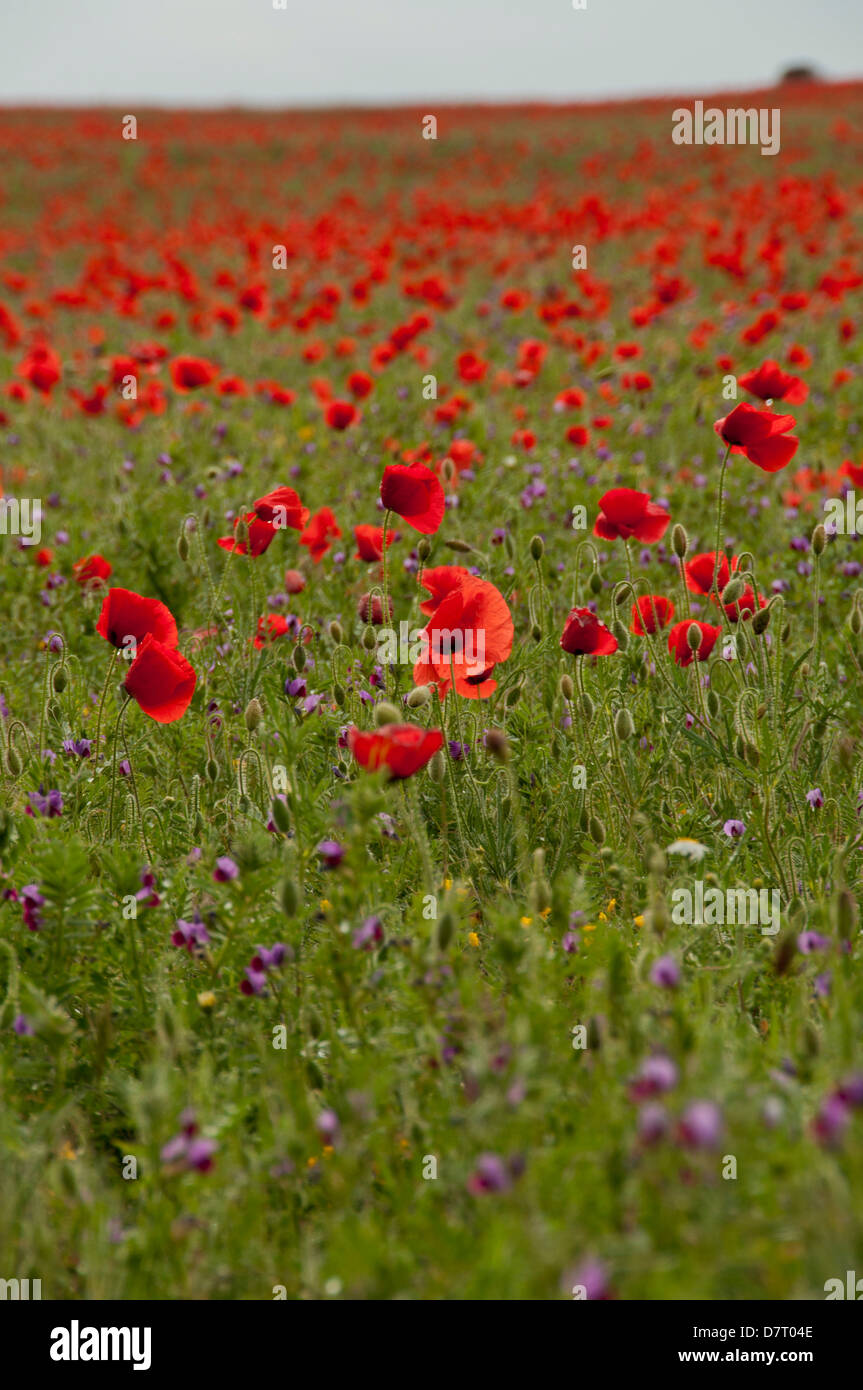 Monegros meadow in spring lecinena aragon hi-res stock photography and ...