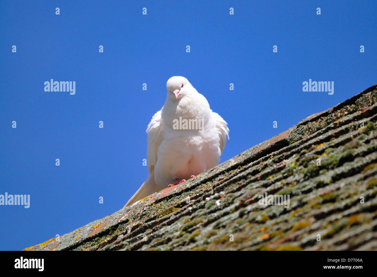 White Dove on tiled roof Stock Photo - Alamy