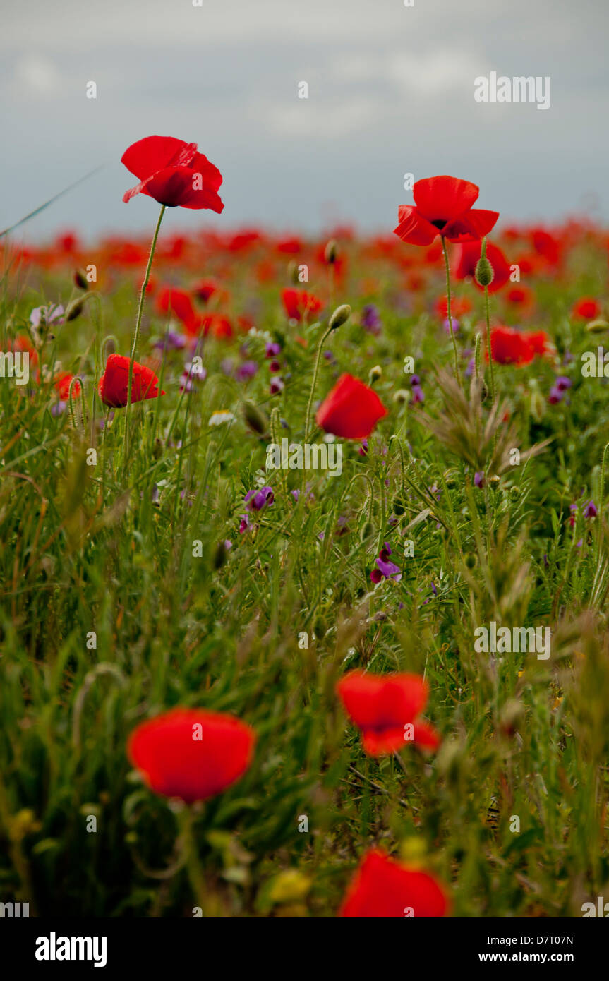 Monegros meadow in spring lecinena aragon hi-res stock photography and ...