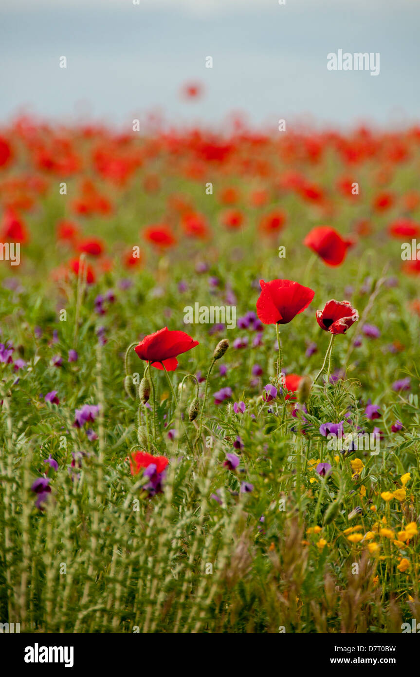 Spring fields in Monegros, aragon, Spain Stock Photo - Alamy