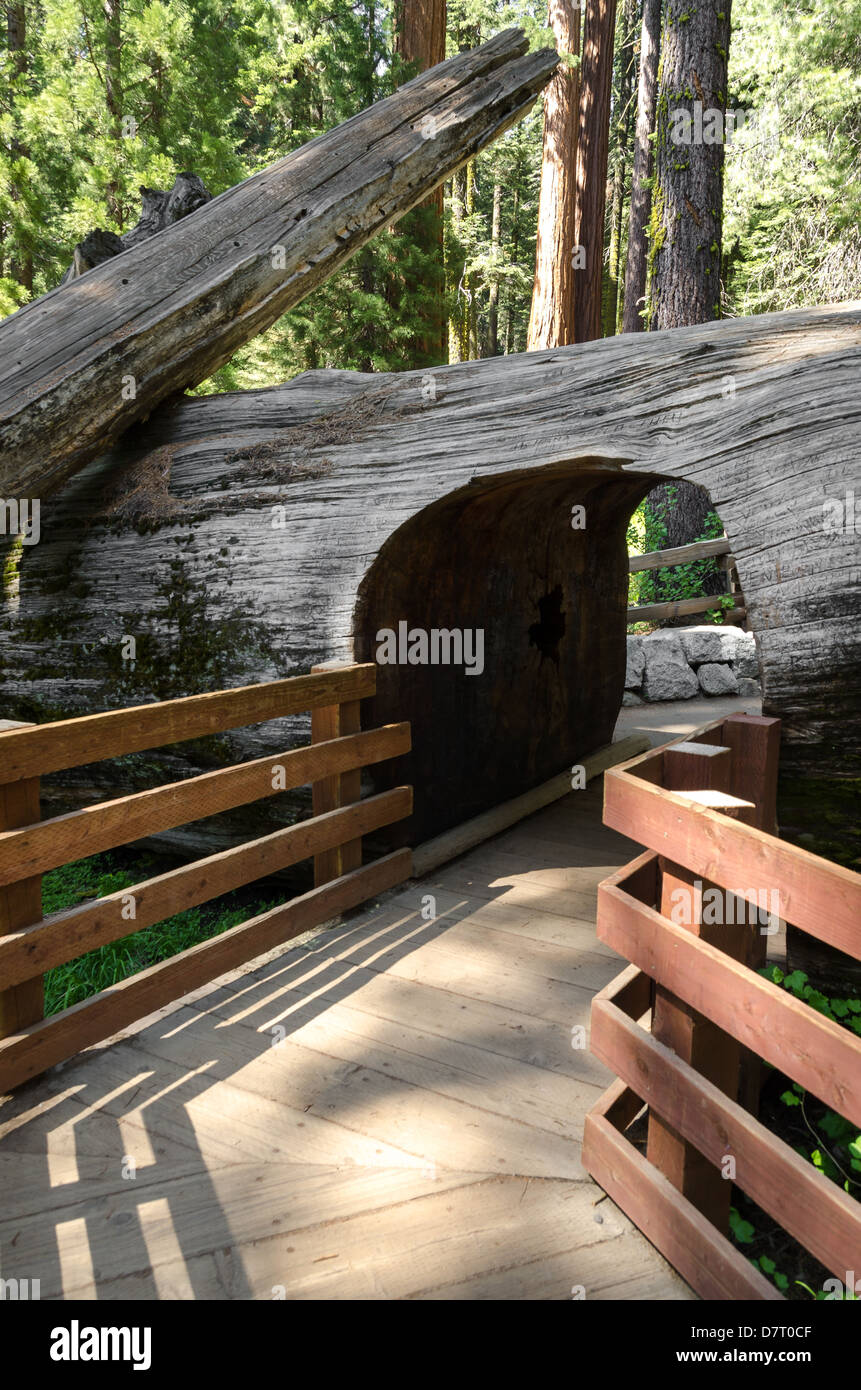 tunnel dug in the trunk of a sequoia fall Stock Photo - Alamy