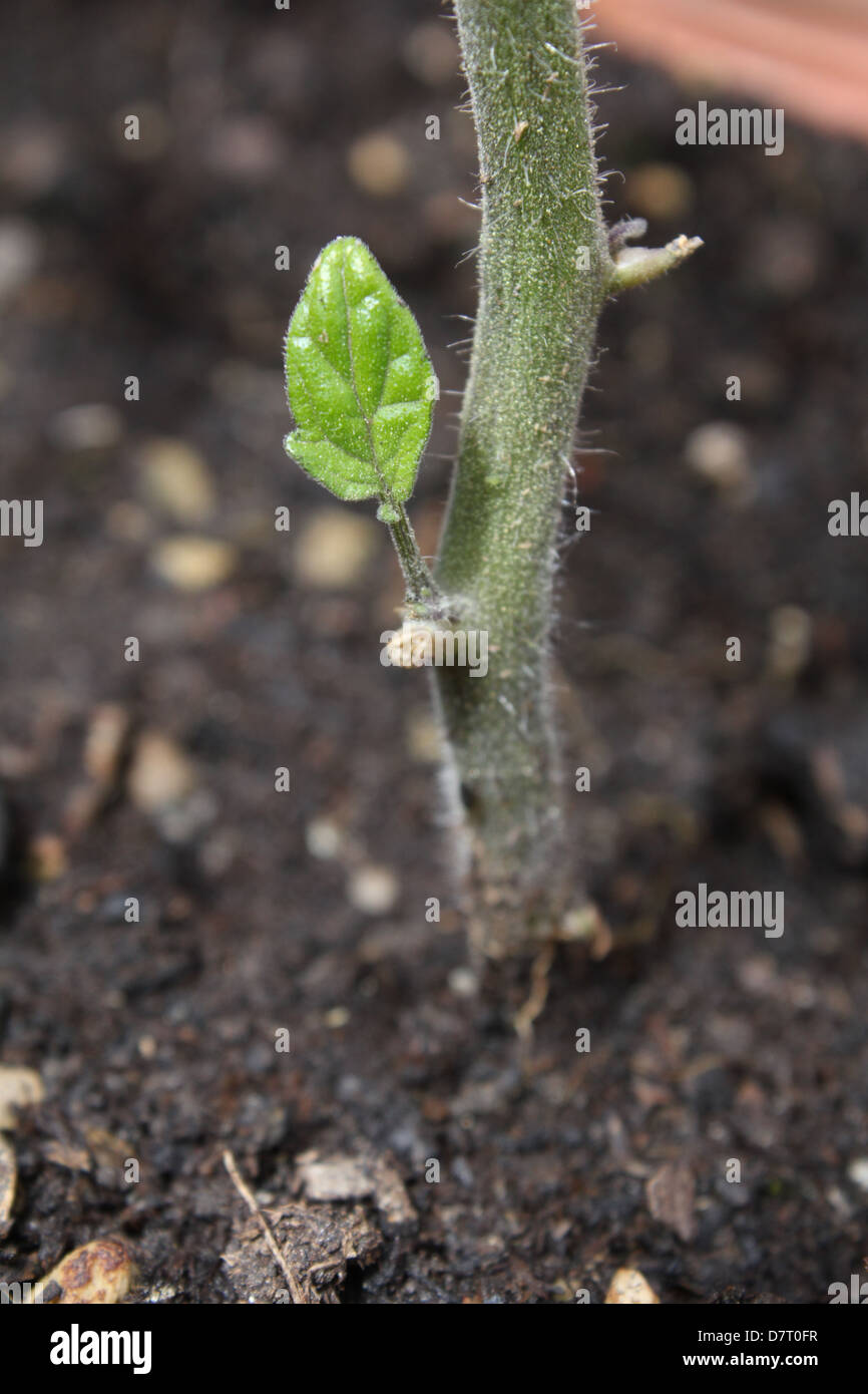 one single leaf on tomato plant growing in pot in garden in sun Stock ...