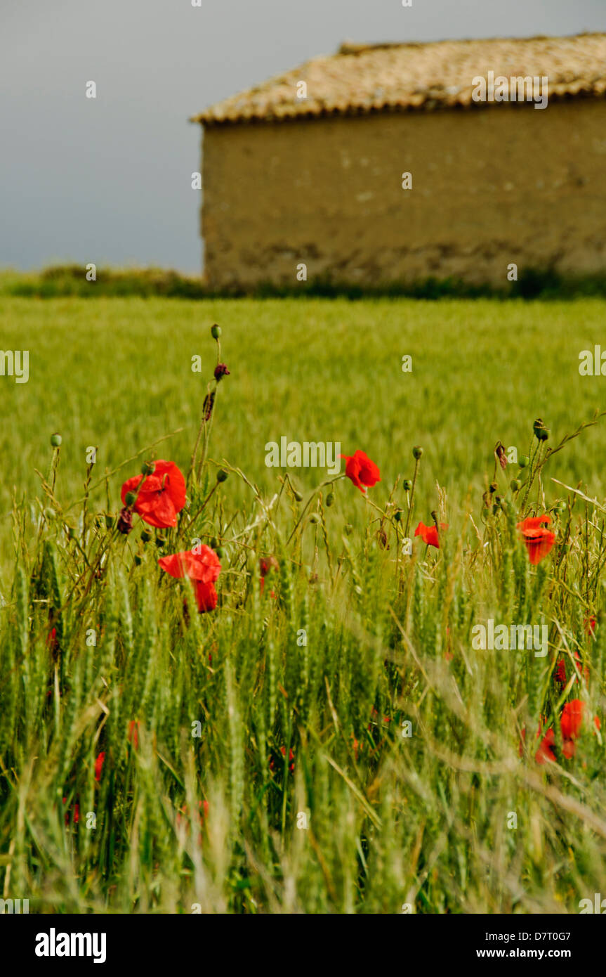 Monegros meadow in spring lecinena aragon hi-res stock photography and ...
