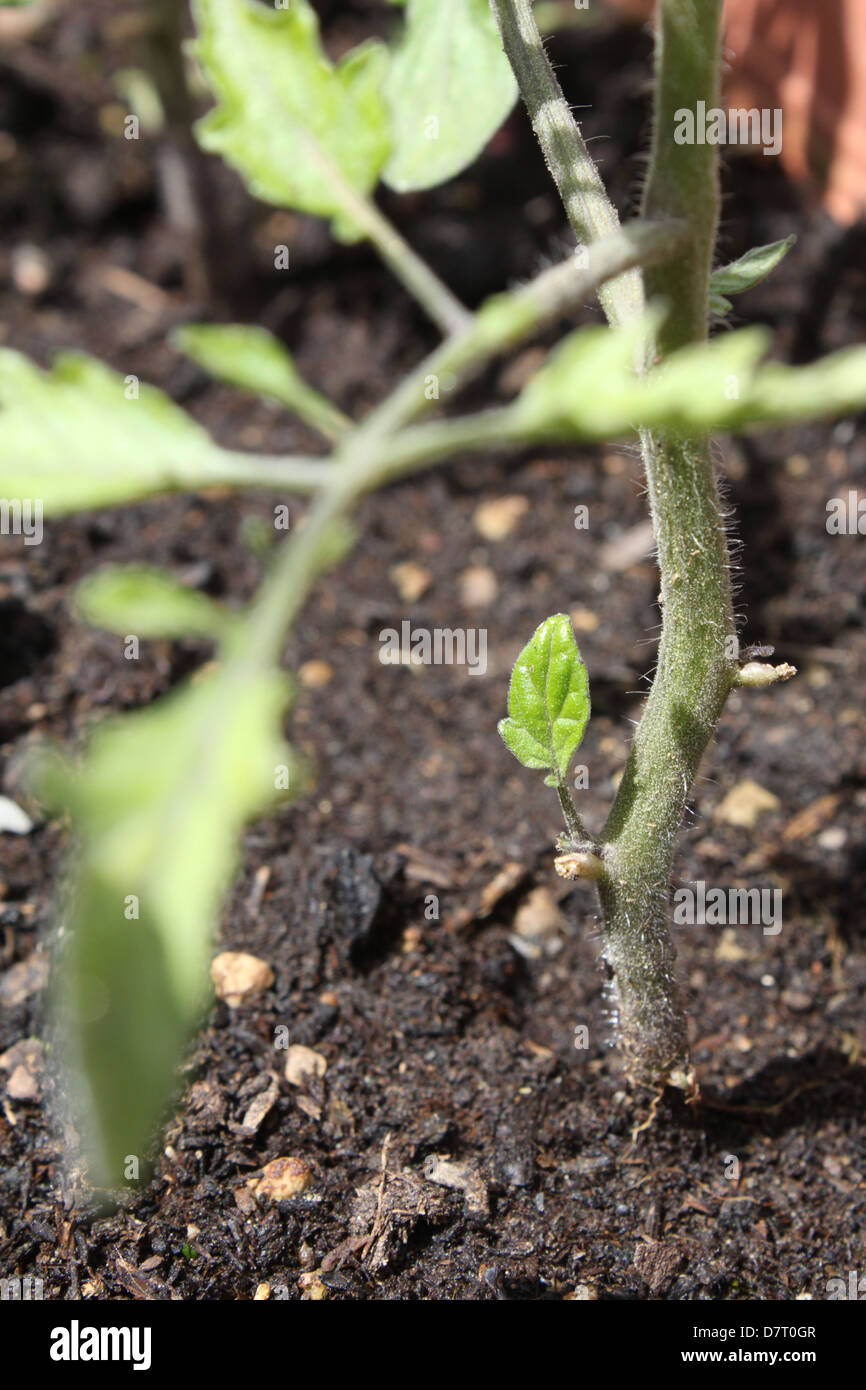 one single leaf on tomato plant growing in pot in garden in sun Stock ...