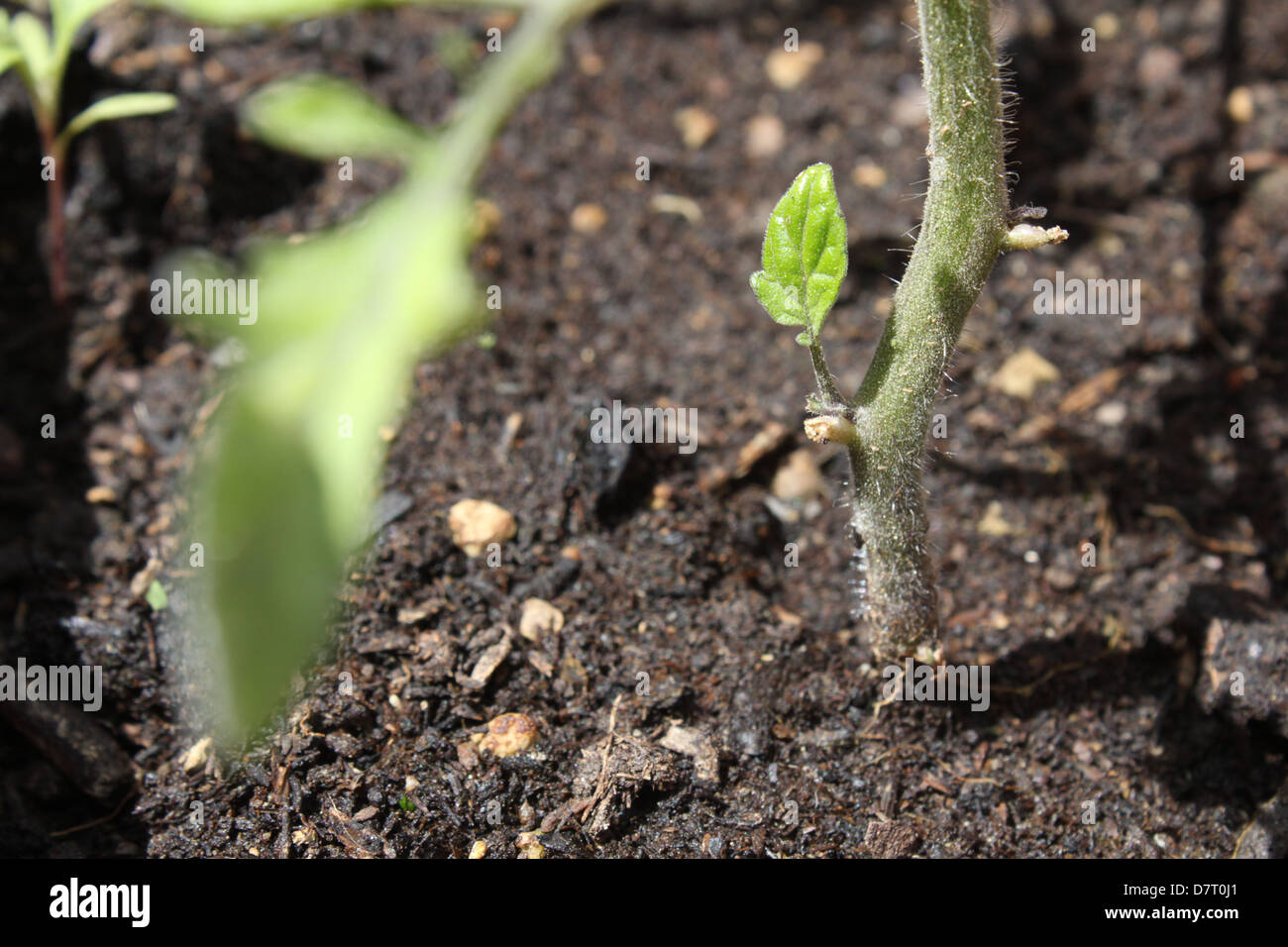 one single leaf on tomato plant growing in pot in garden in sun Stock ...