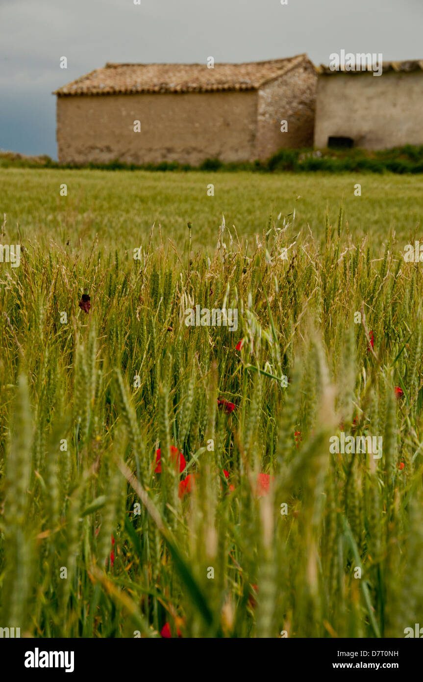 Spring fields in Monegros, aragon, Spain Stock Photo - Alamy