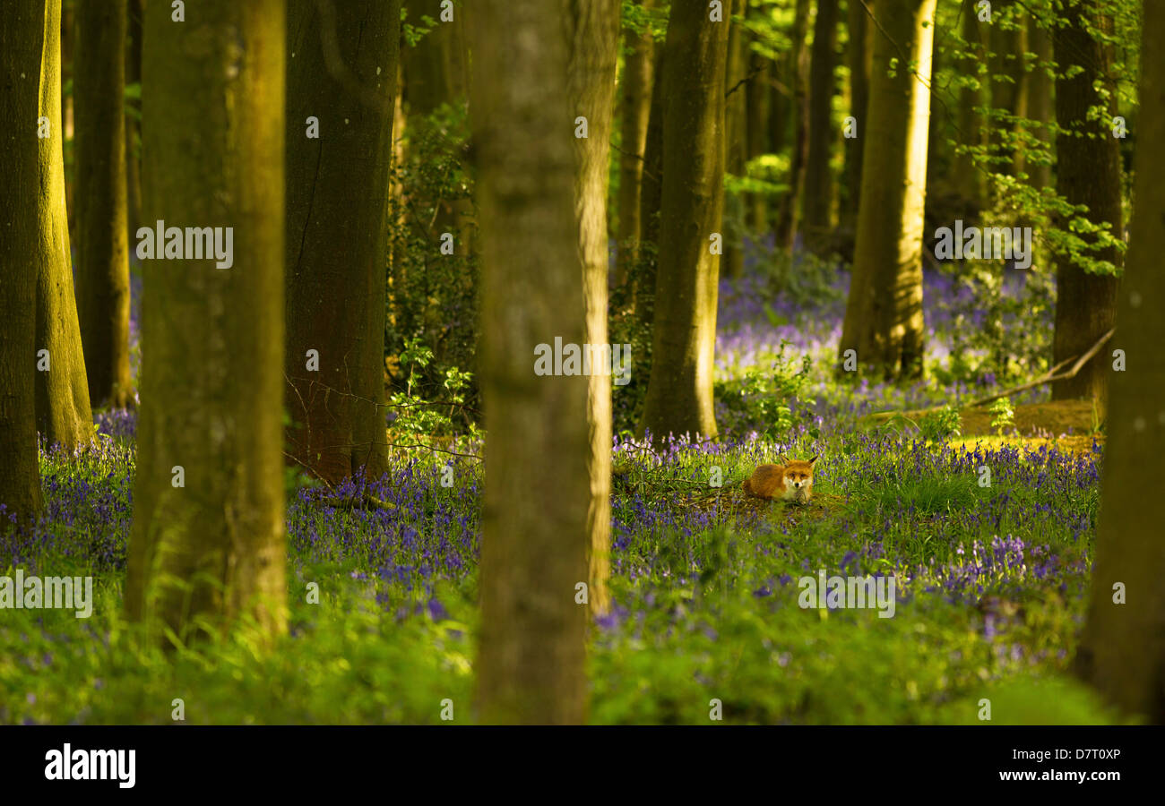 Fox among trees hi-res stock photography and images - Alamy