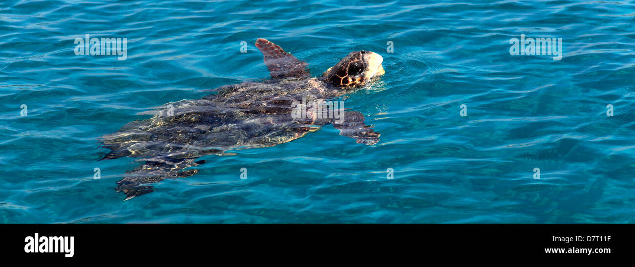 Loggerhead Turtle ( Carreta caretta ) in the sea at Laganas resort ...