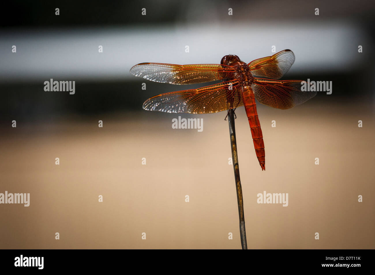 Dragonfly hunting oregon hi-res stock photography and images - Alamy