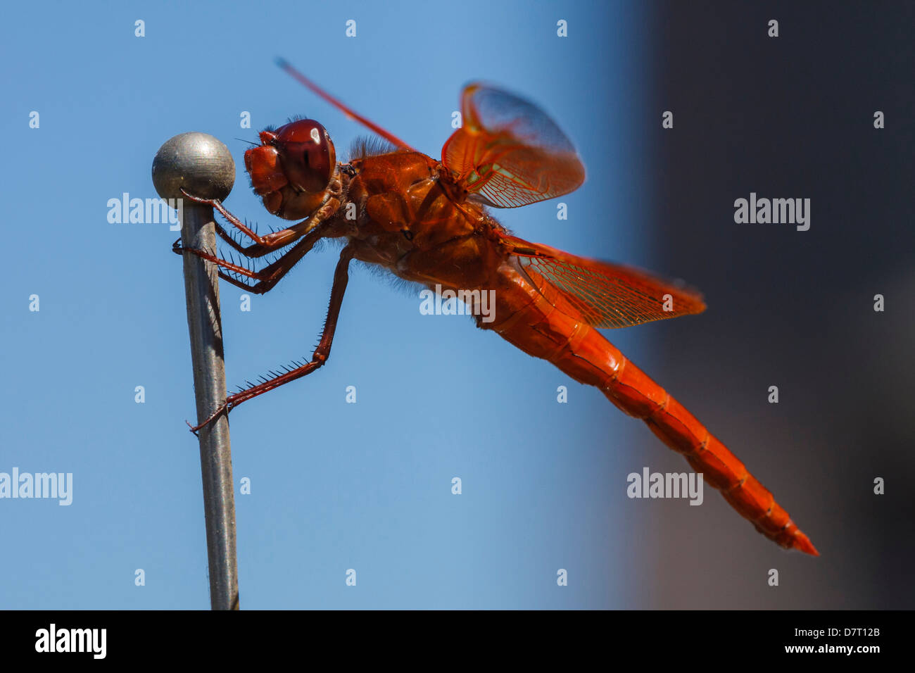 USA, Oregon, Keizer, male Flame Skimmer (Libellula saturata) hunting ...