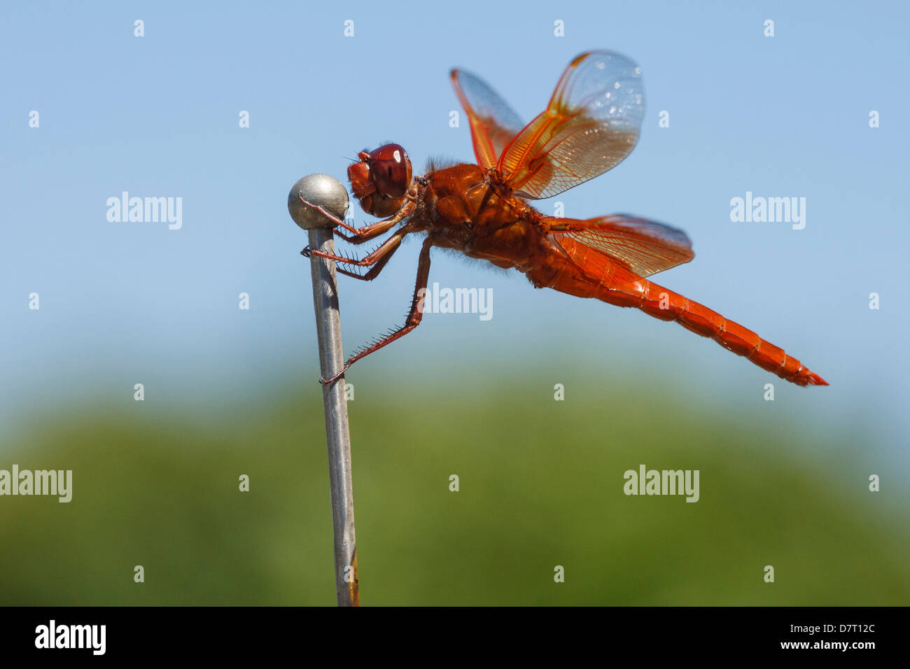 USA, Oregon, Keizer, male Flame Skimmer (Libellula saturata) hunting ...