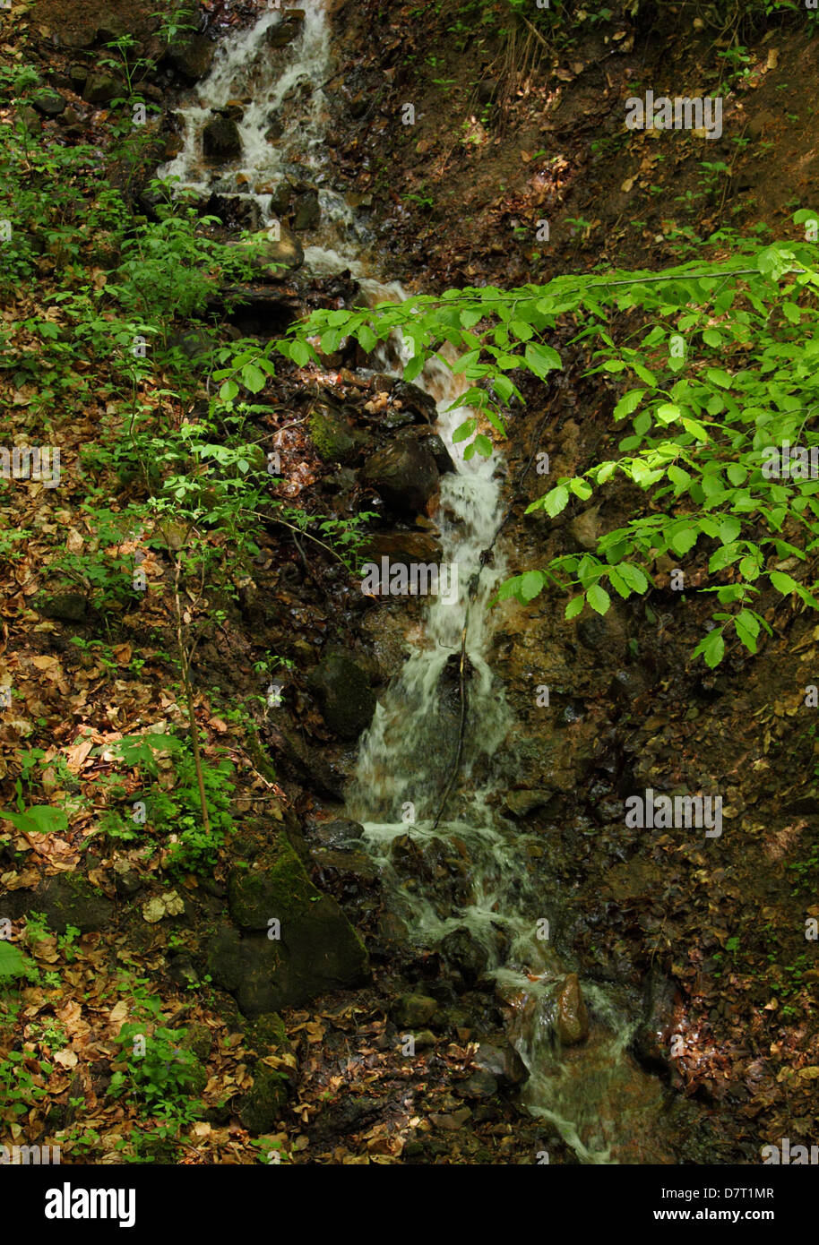 brook in forest at spring Stock Photo - Alamy