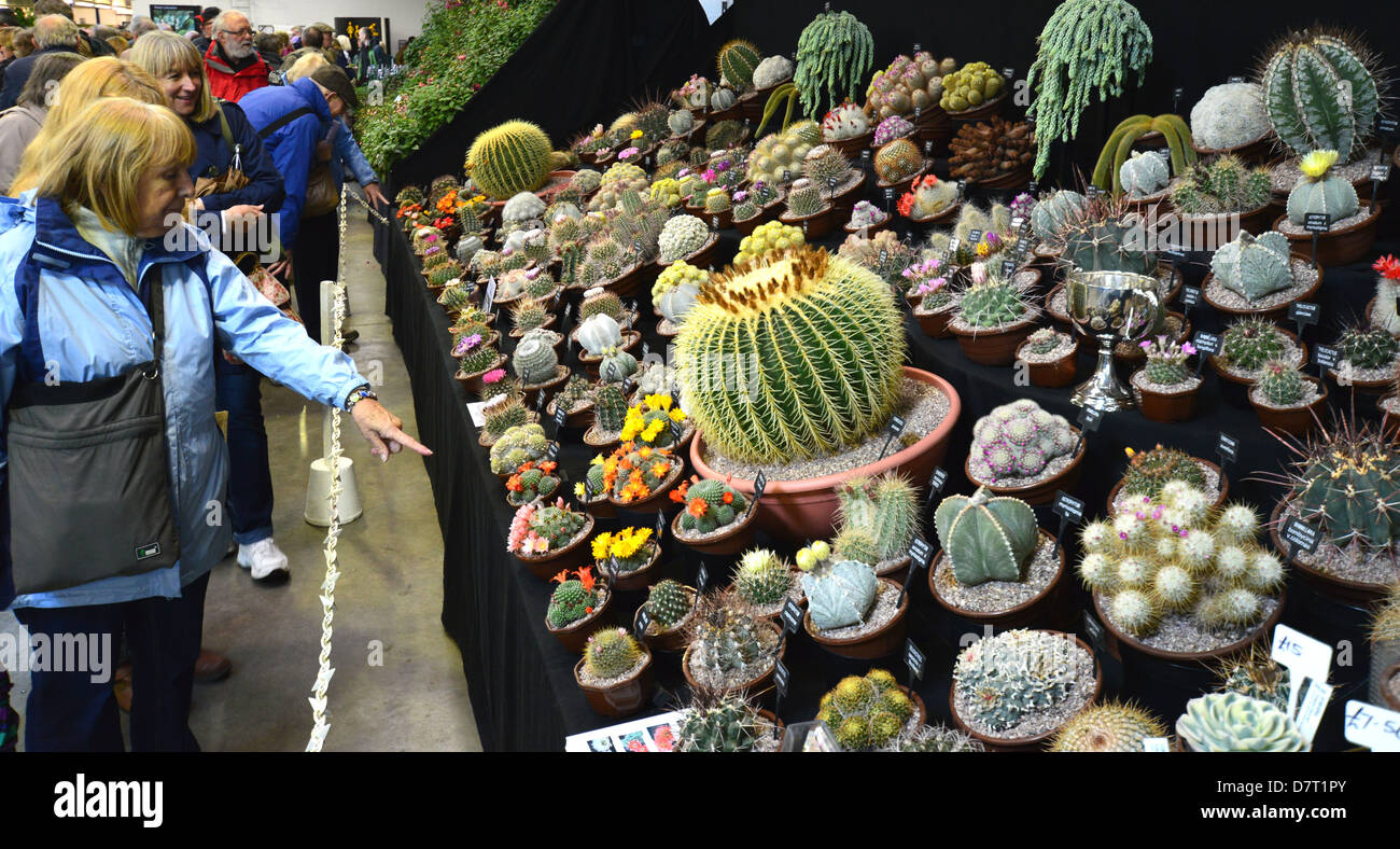 Cacti display cactus hi-res stock photography and images - Alamy
