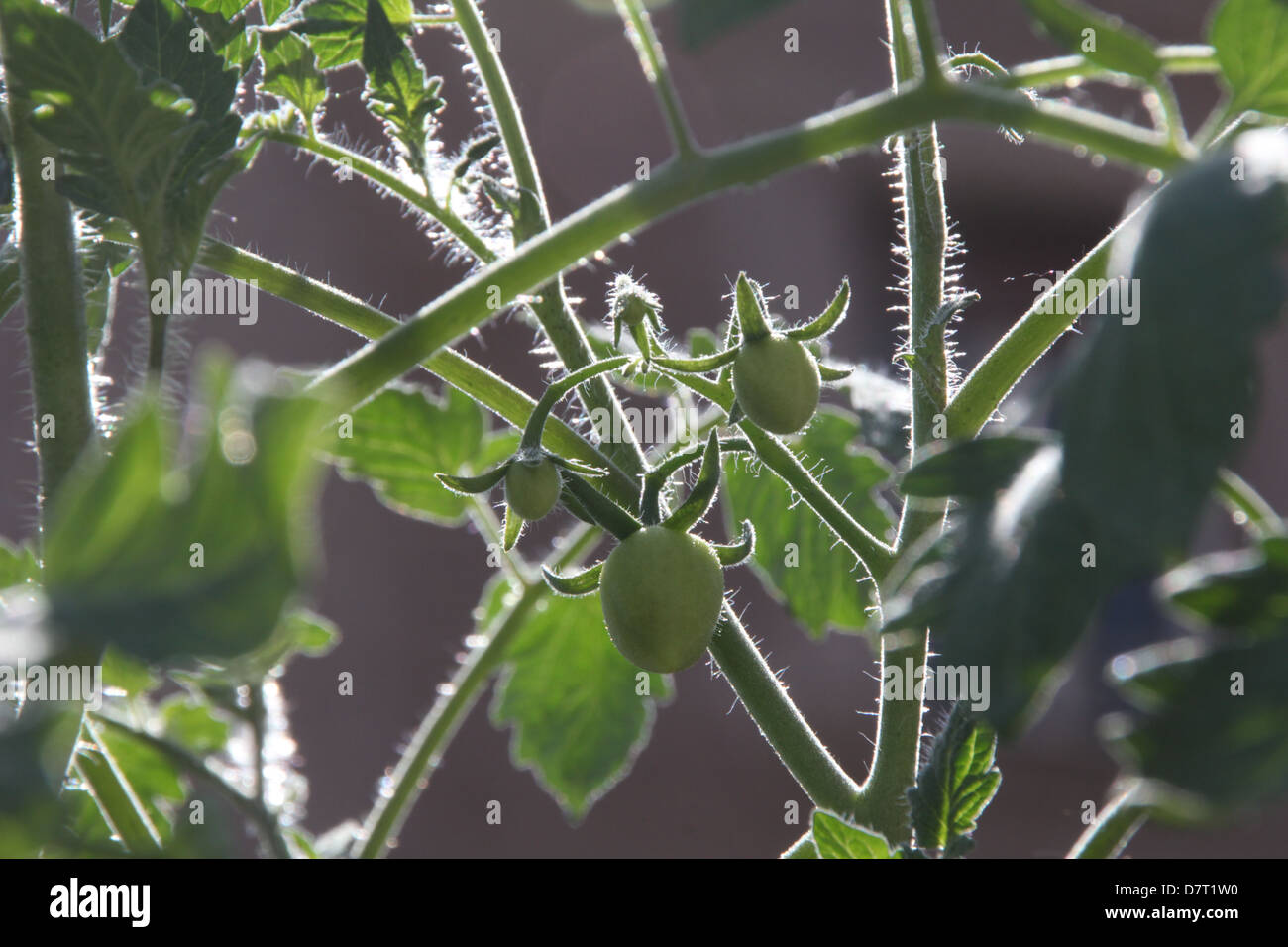 tomato plant in spring Stock Photo - Alamy